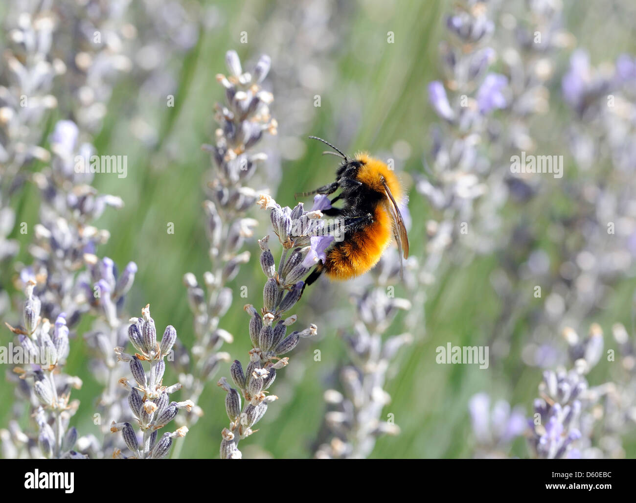 Die patagonischen Hummel (Bombus Dahlbomii) auf Lavendel Blumen ...