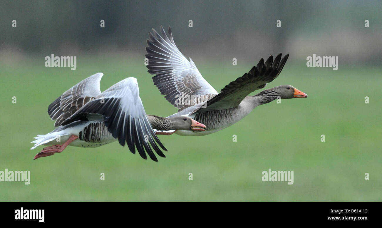 Naturschutzgebiete in sachsen -Fotos und -Bildmaterial in hoher ...