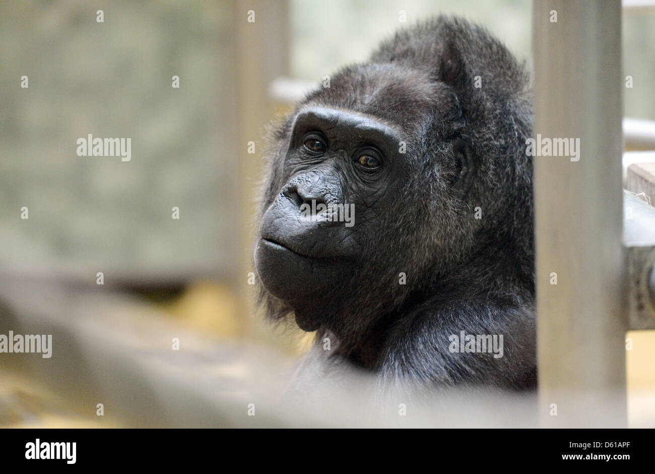 Berlin gorilla zoo berlin -Fotos und -Bildmaterial in hoher Auflösung ...