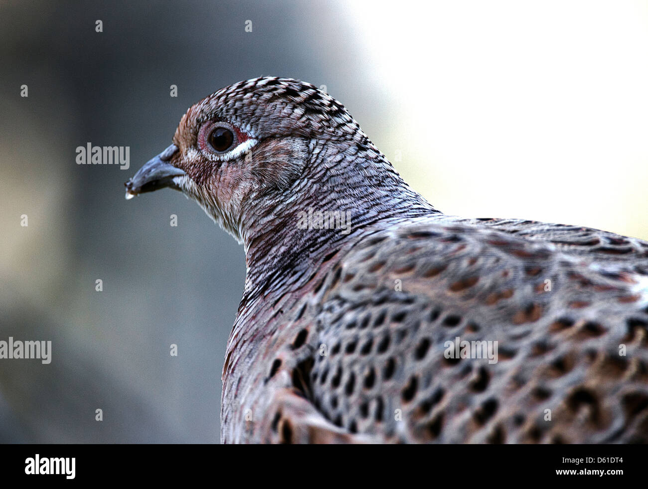 Fasan weibliche henne -Fotos und -Bildmaterial in hoher Auflösung – Alamy