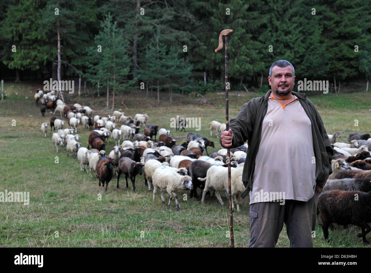 Hirte grasen Stockfotos und -bilder Kaufen - Alamy