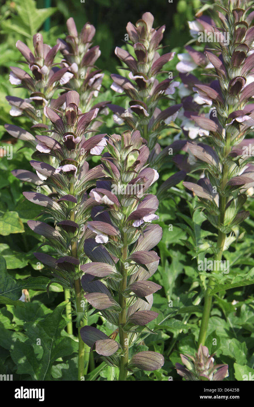 Akanthus hungaricus -Fotos und -Bildmaterial in hoher Auflösung – Alamy