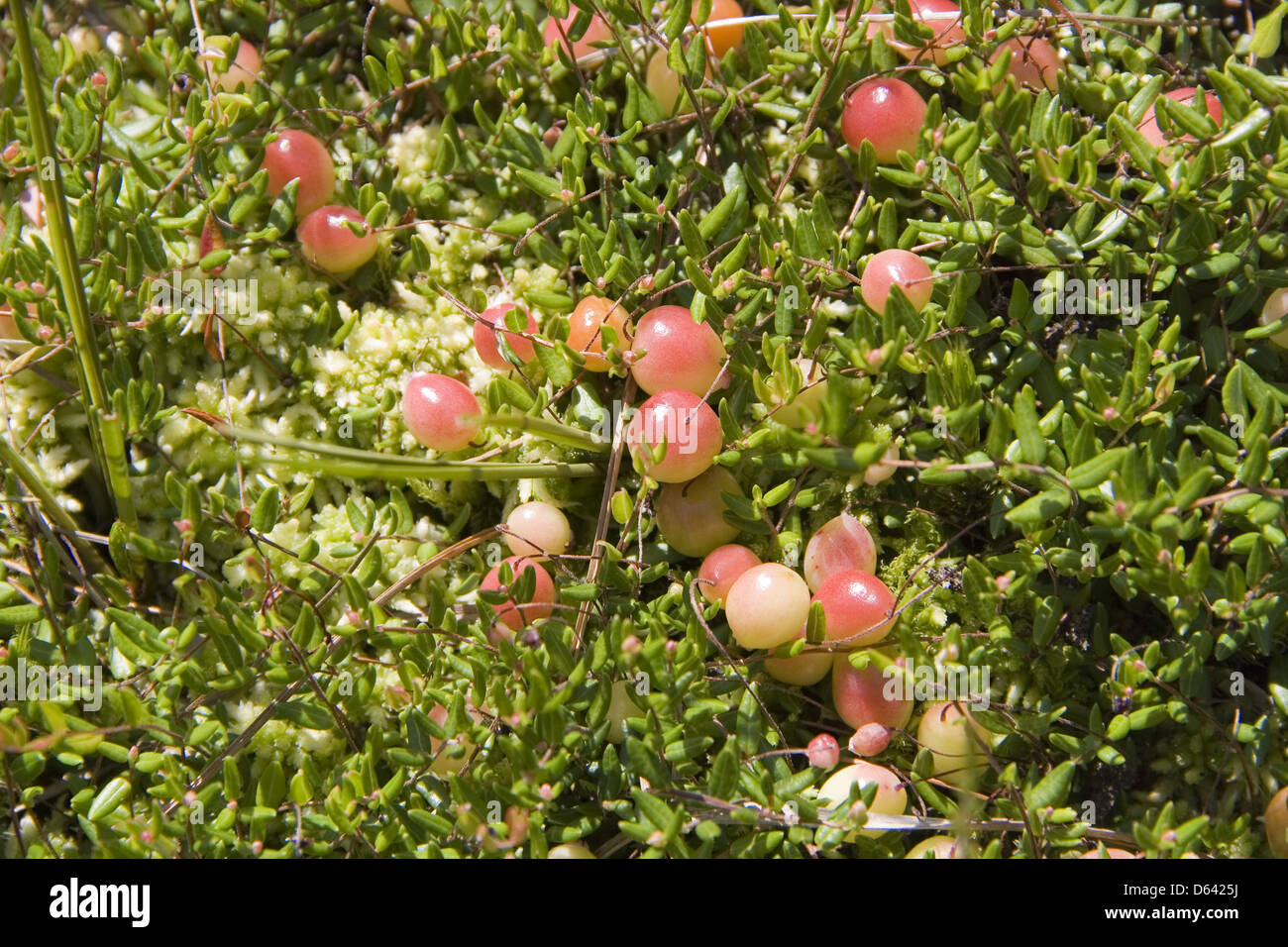 Gewöhnliche moosbeere -Fotos und -Bildmaterial in hoher Auflösung – Alamy