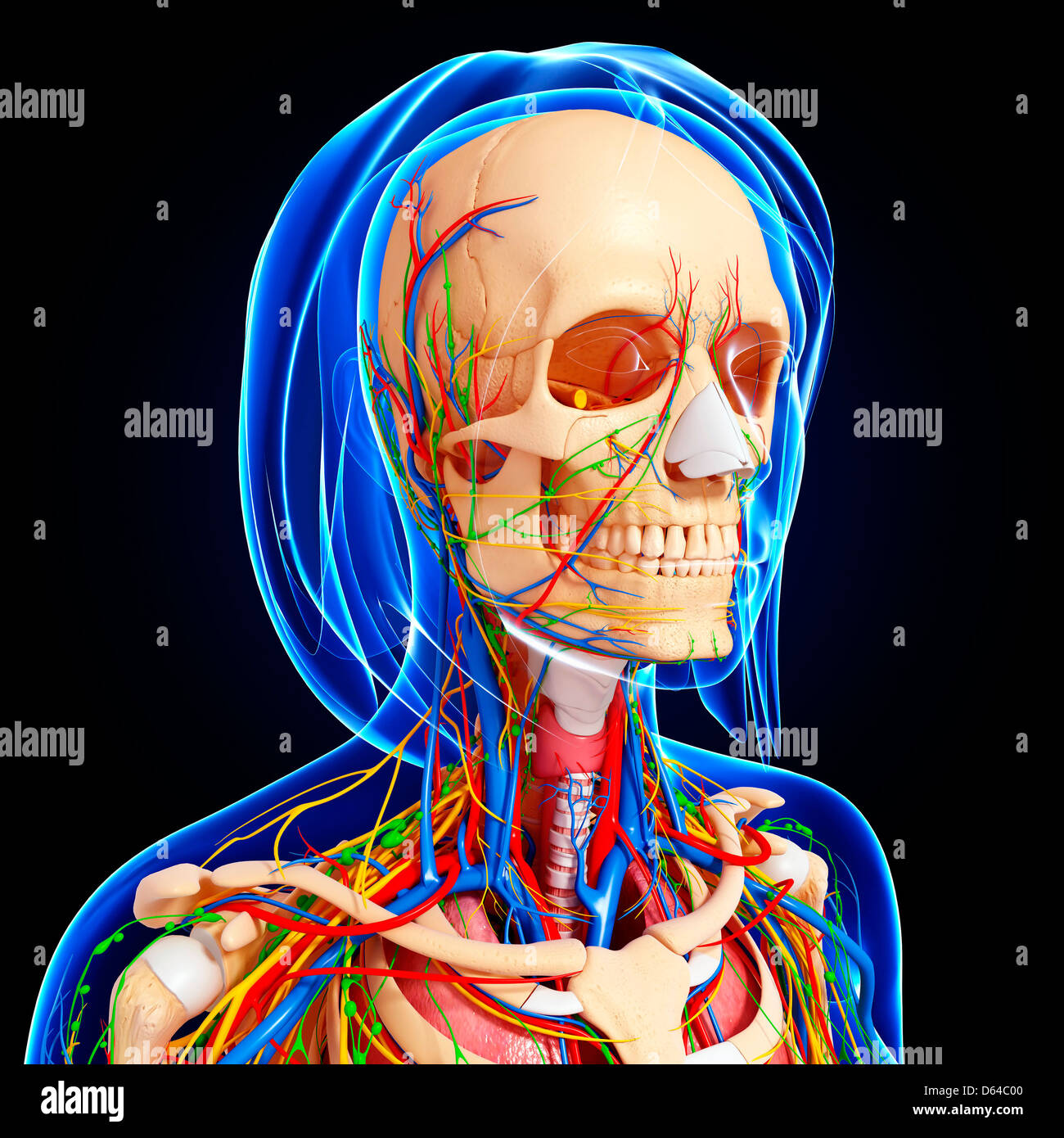Nasen Rachen Raum Human Stockfotos und -bilder Kaufen - Alamy