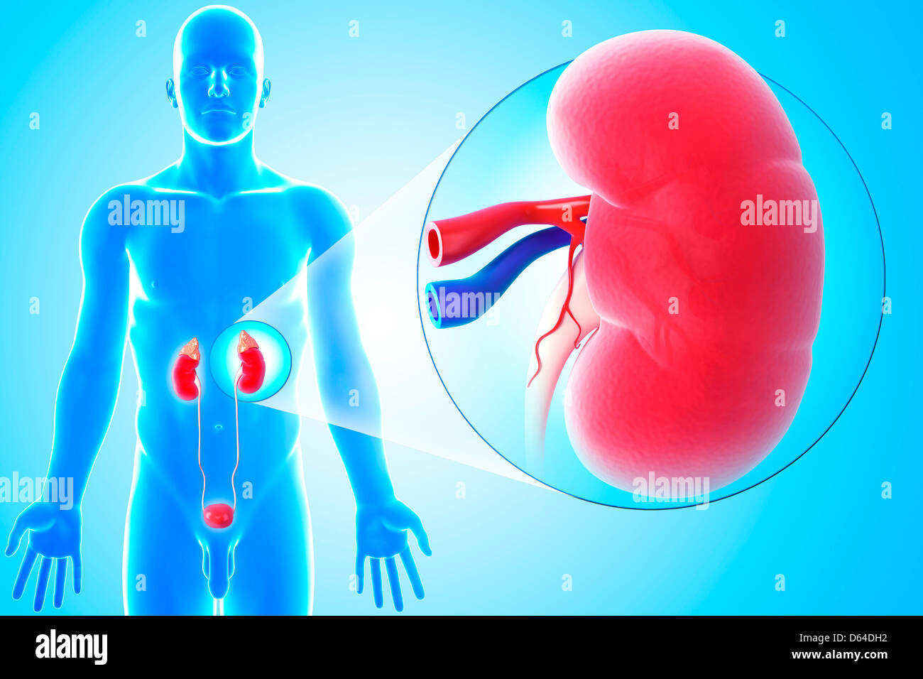Gesunde niere -Fotos und -Bildmaterial in hoher Auflösung – Alamy