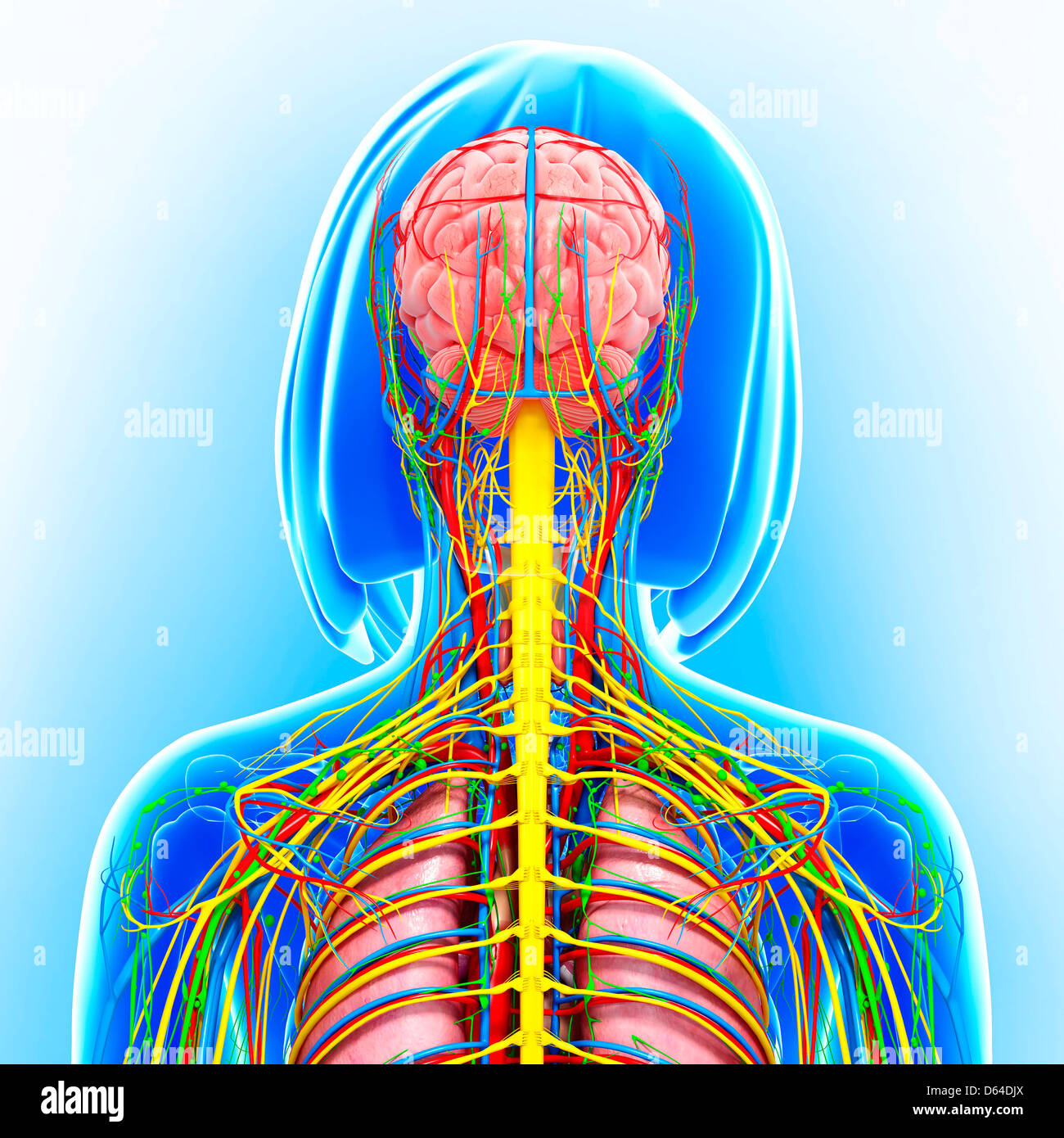 ‚Anatomie | Anatomie Körper _ Organsysteme des Menschen: Aufbau und ...