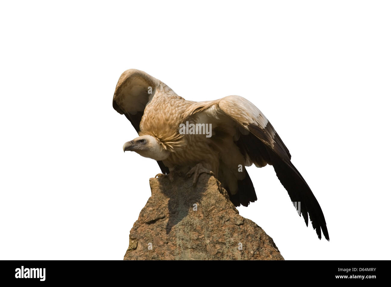 Felsgeier -Fotos und -Bildmaterial in hoher Auflösung – Alamy