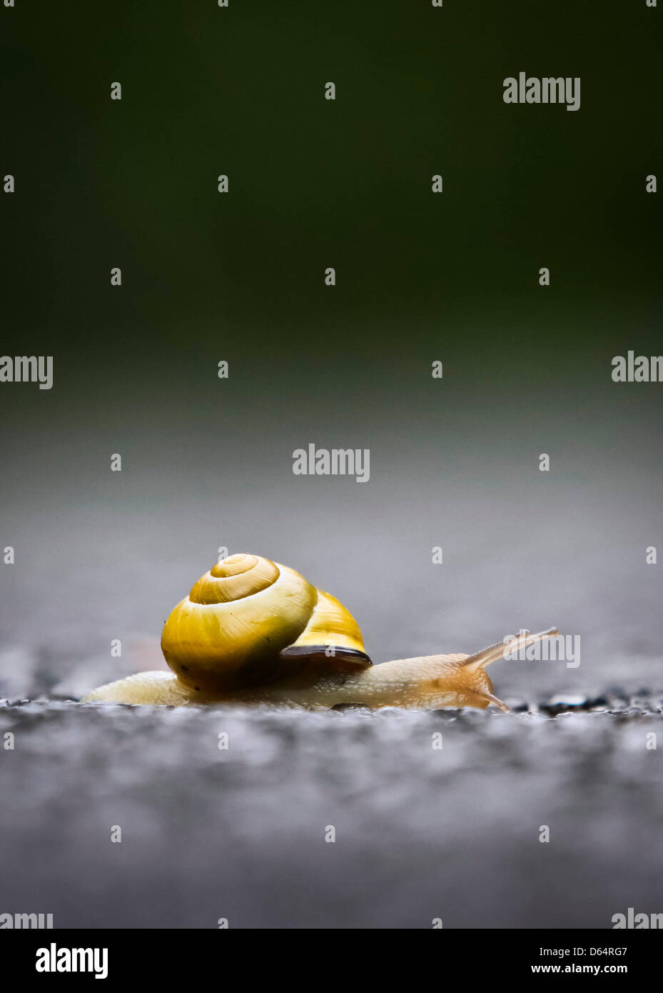 Schnecke bei regenwetter -Fotos und -Bildmaterial in hoher Auflösung ...