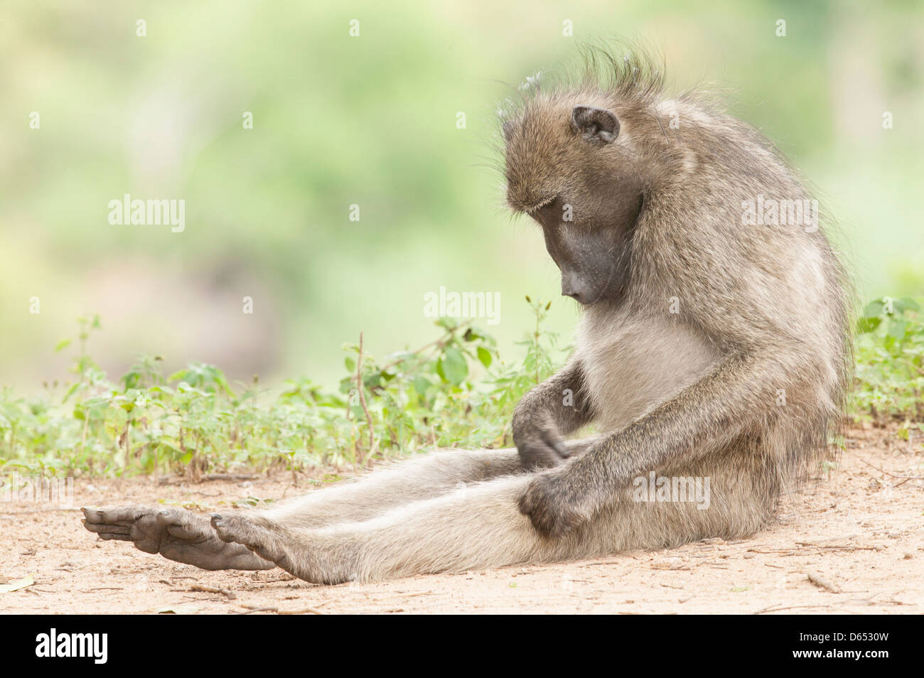 Chacma Pavian Papio Ursinus sitzen Beine ausgestreckt aufmerksam seine ...
