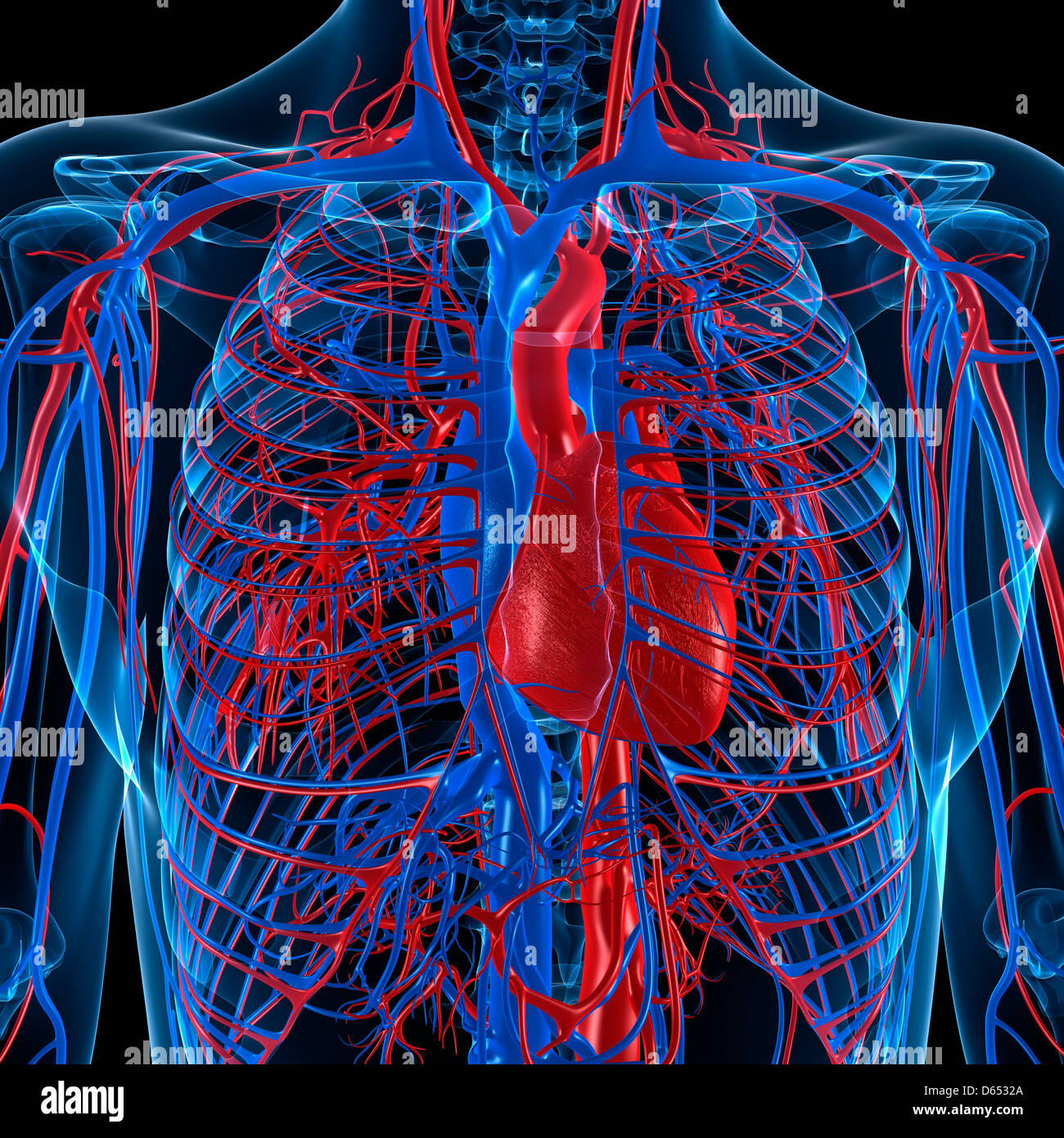 Herz-Kreislauf-System, artwork Stockfotografie - Alamy