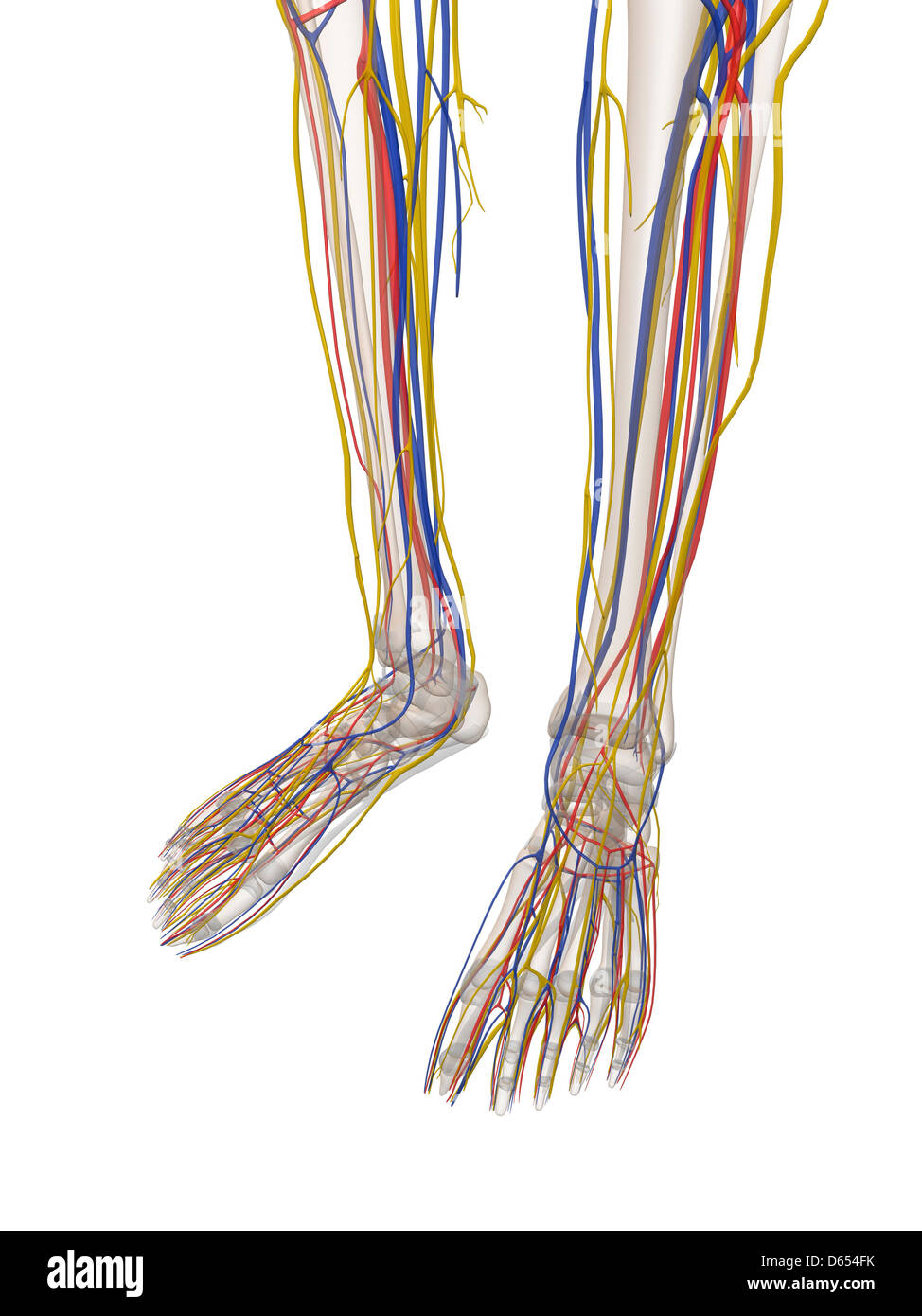 Anatomie Des Unterschenkels Stockfotos und -bilder Kaufen - Alamy