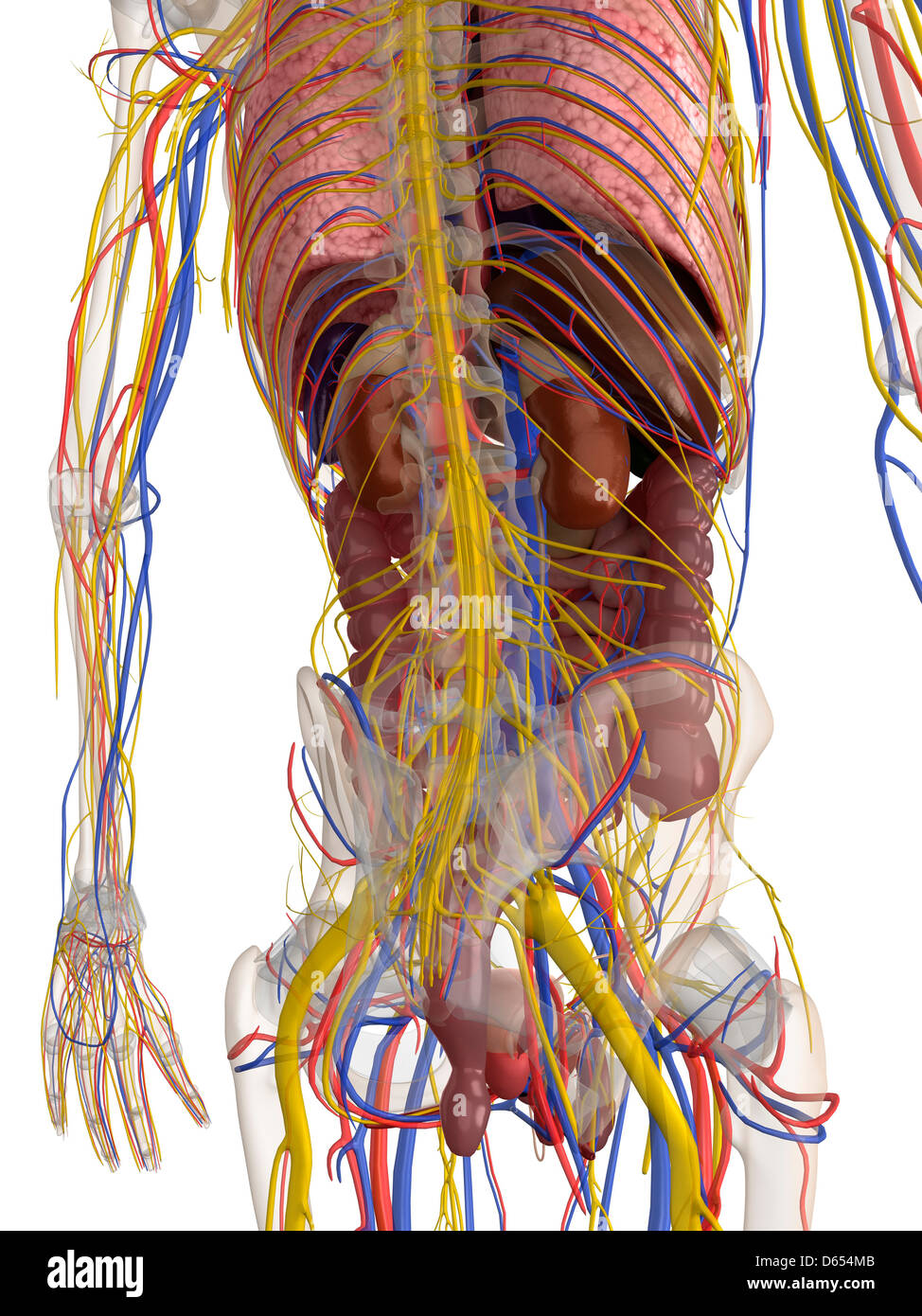 Männliche Anatomie, artwork Stockfotografie - Alamy