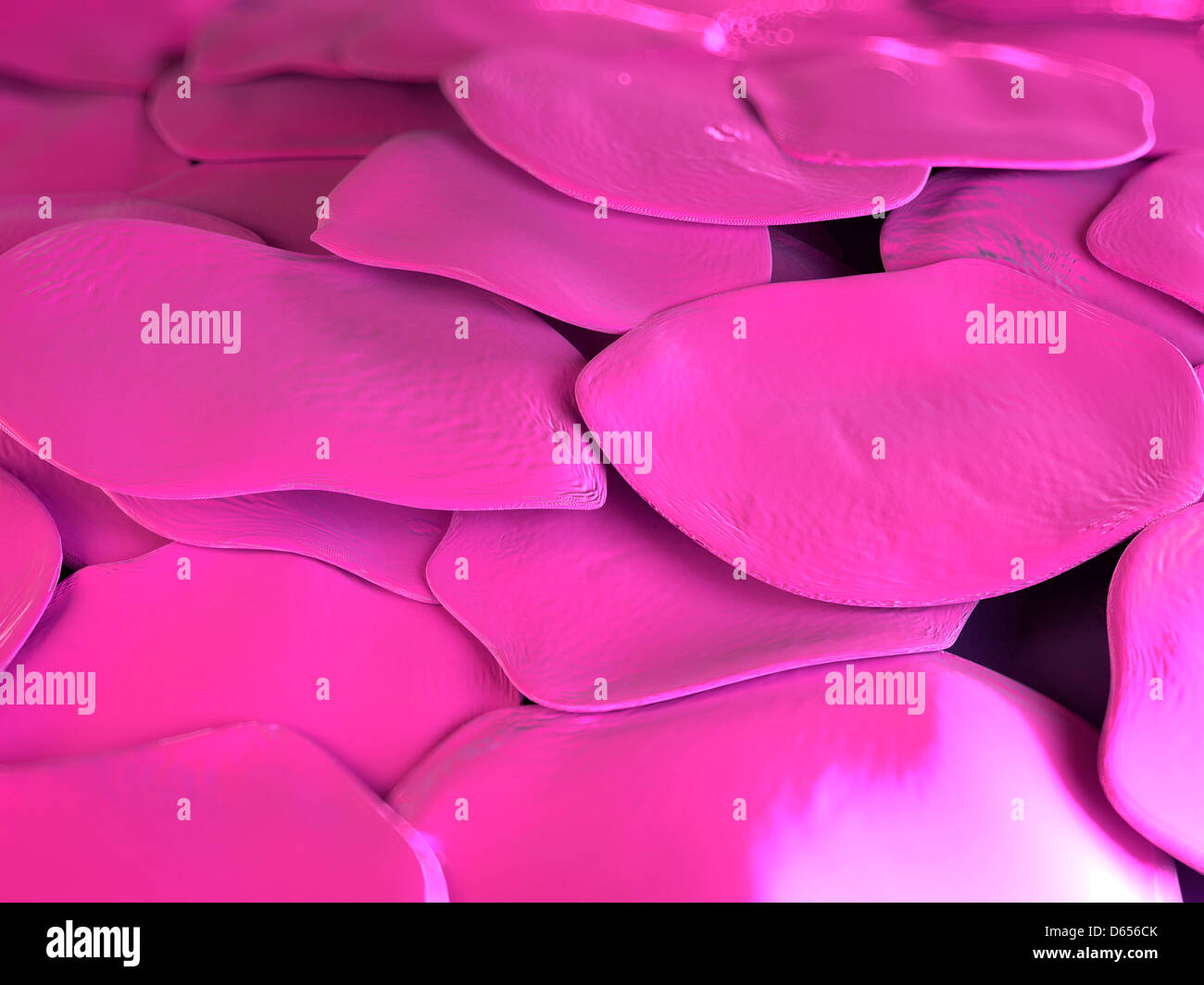 Human skin cells -Fotos und -Bildmaterial in hoher Auflösung – Alamy