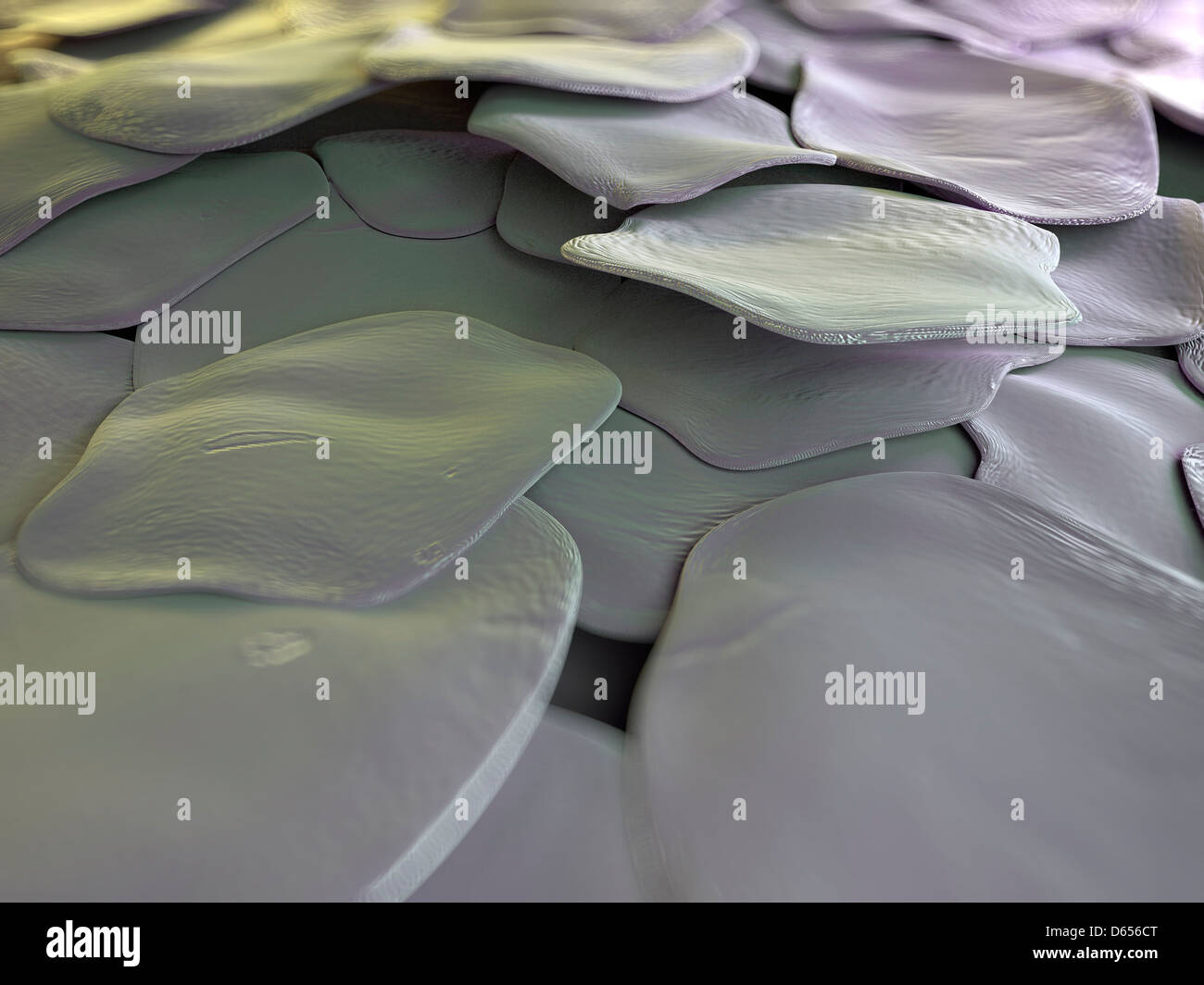 Menschliche Hautzellen, artwork Stockfotografie - Alamy