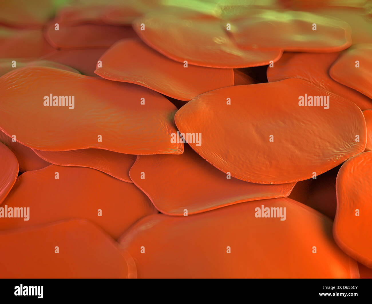 Human skin cells -Fotos und -Bildmaterial in hoher Auflösung – Alamy