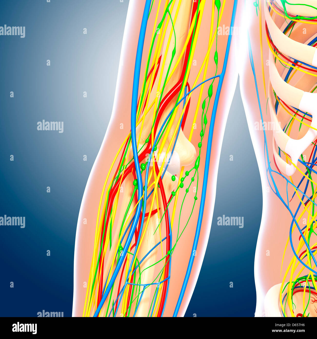 Ellenbogen anatomie -Fotos und -Bildmaterial in hoher Auflösung – Alamy