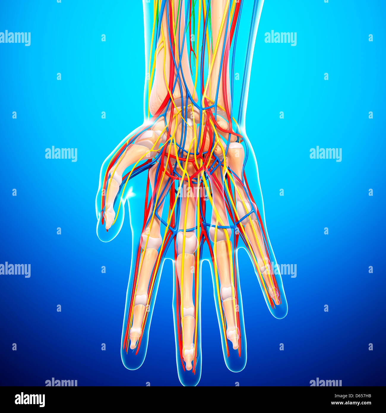 Hand Anatomie Illustration Stockfotos und -bilder Kaufen - Alamy