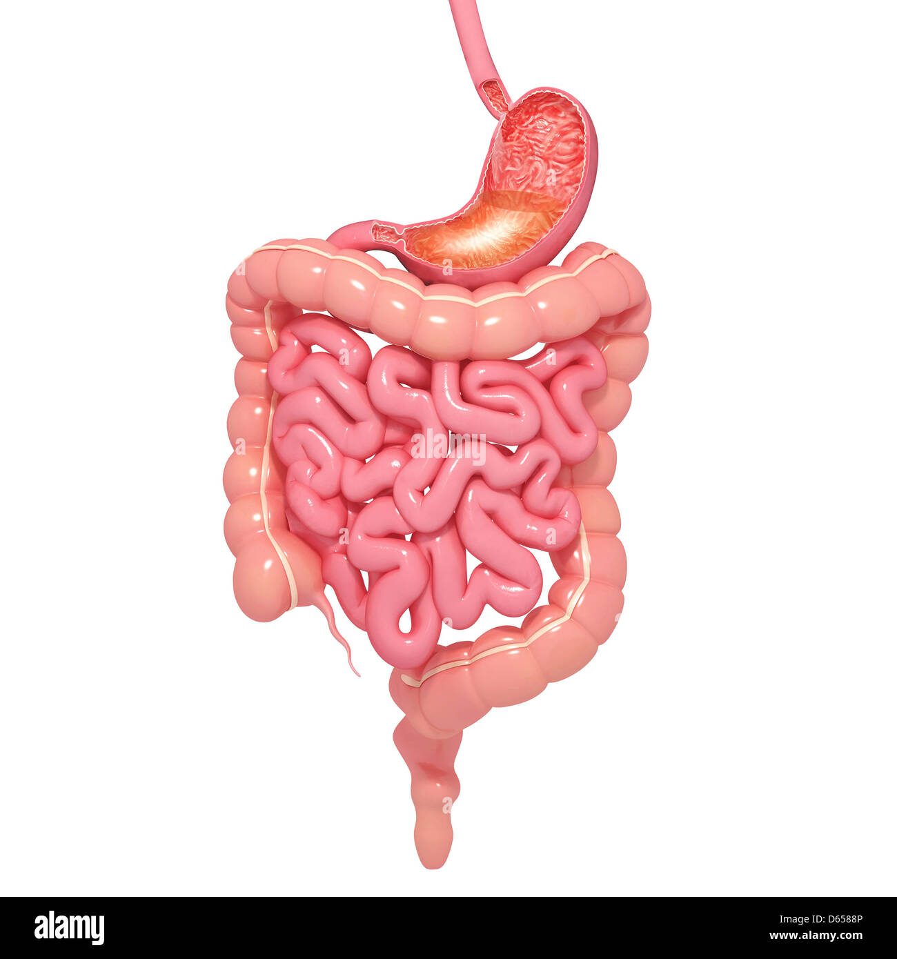 Healthy Digestive System Stockfotos und -bilder Kaufen - Alamy