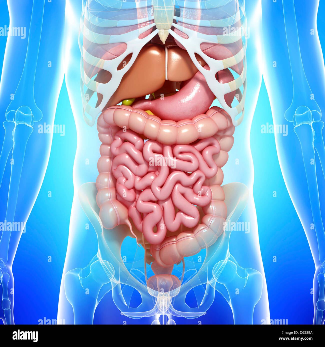 Healthy Digestive System Stockfotos und -bilder Kaufen - Alamy