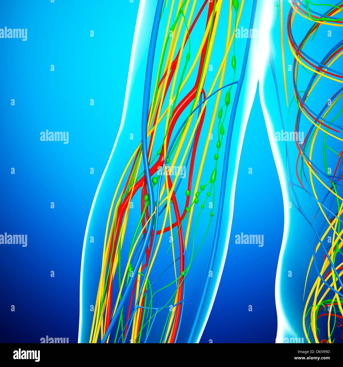 Ellenbogen Anatomie Stockfotos und -bilder Kaufen - Alamy