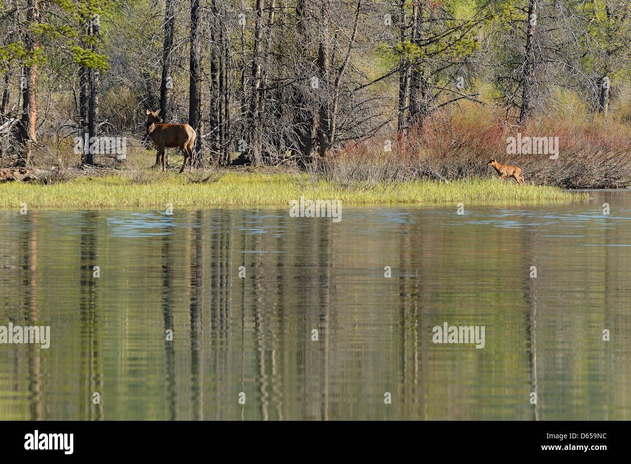 Elk mother and baby -Fotos und -Bildmaterial in hoher Auflösung – Alamy