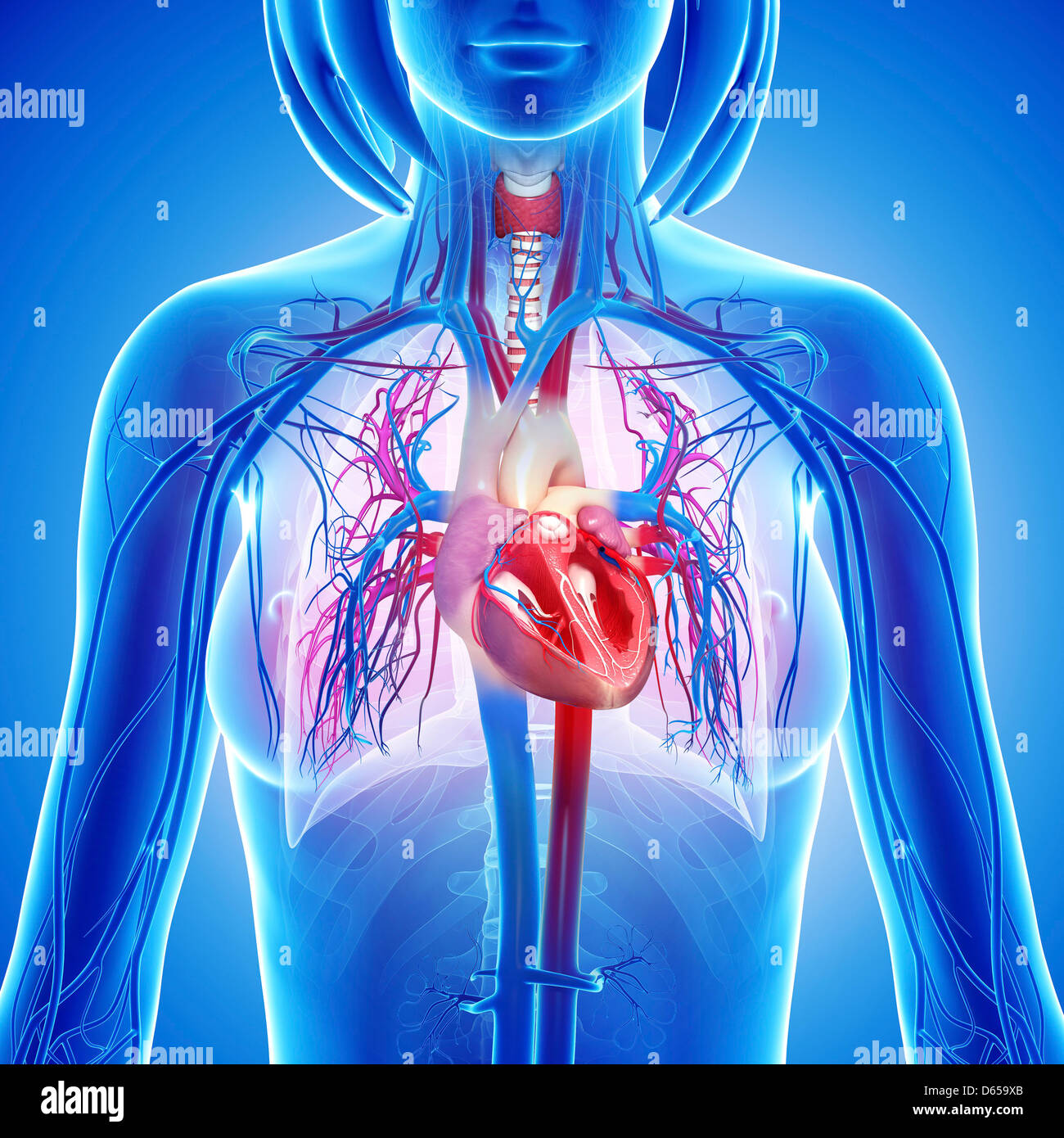 Herz kreislauf system -Fotos und -Bildmaterial in hoher Auflösung – Alamy