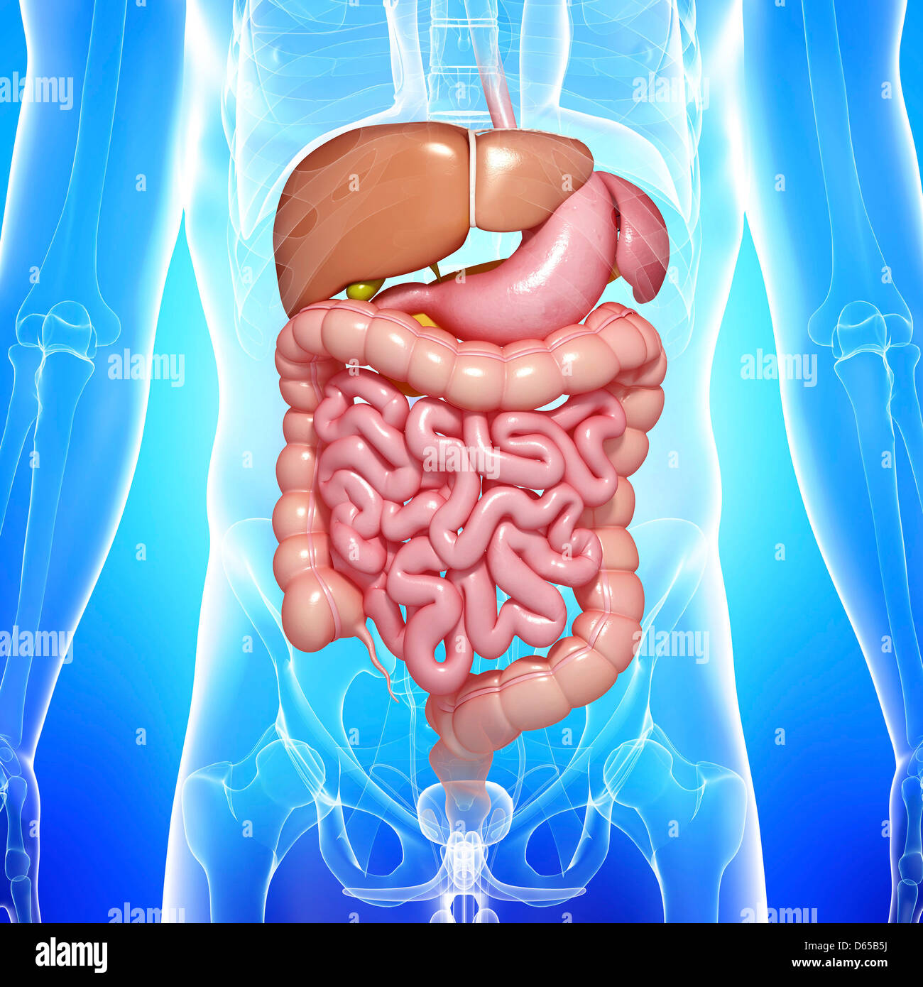 Gi Trakt Stockfotos und -bilder Kaufen - Alamy