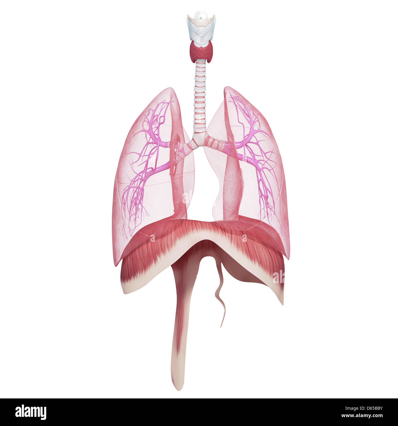 Menschliches Atmungssystem Stockfotos und -bilder Kaufen - Alamy