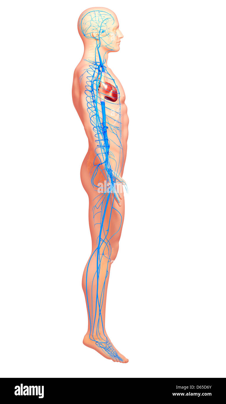 Menschlichen Adern, artwork Stockfotografie - Alamy