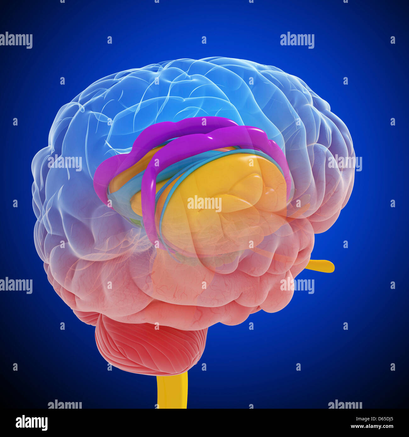 Anatomie des Gehirns, artwork Stockfotografie - Alamy