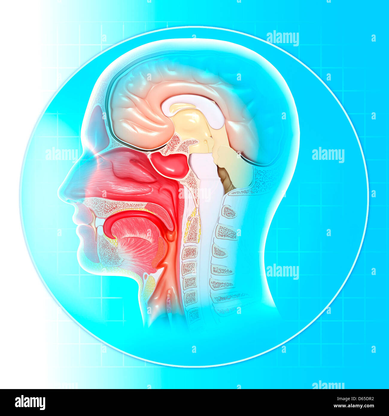 Kopf Anatomie, artwork Stockfotografie - Alamy