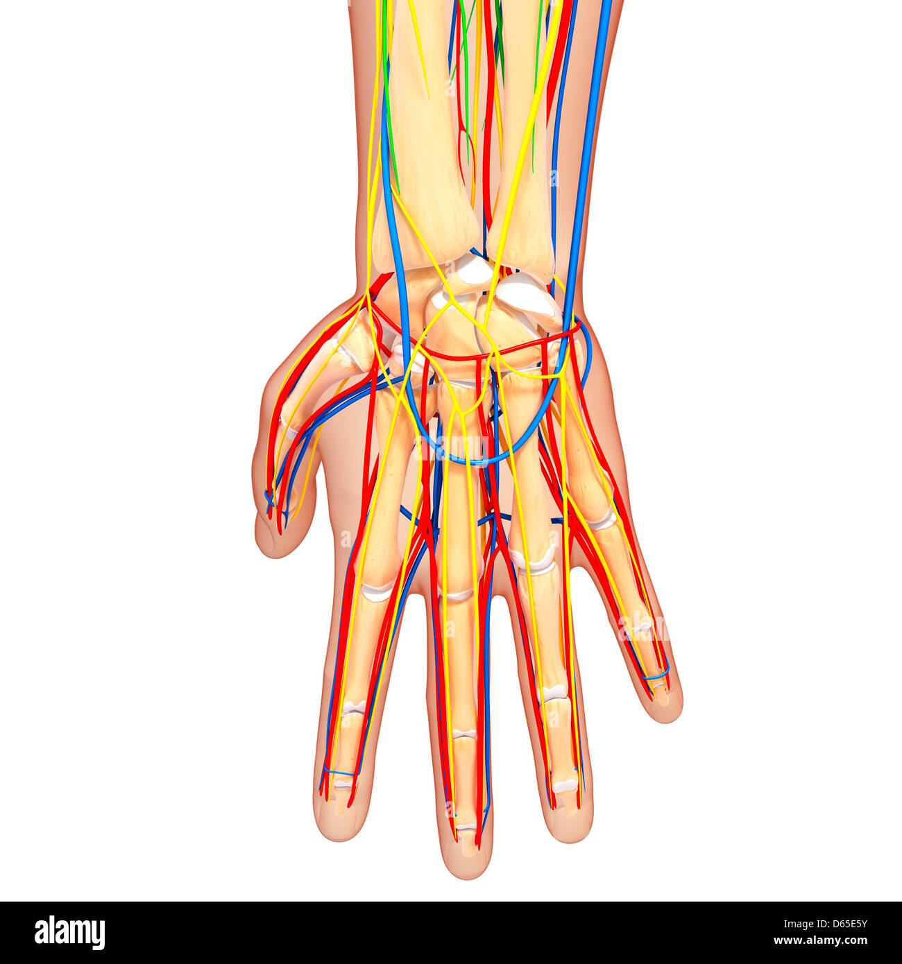 Anatomie der Hand, artwork Stockfotografie - Alamy