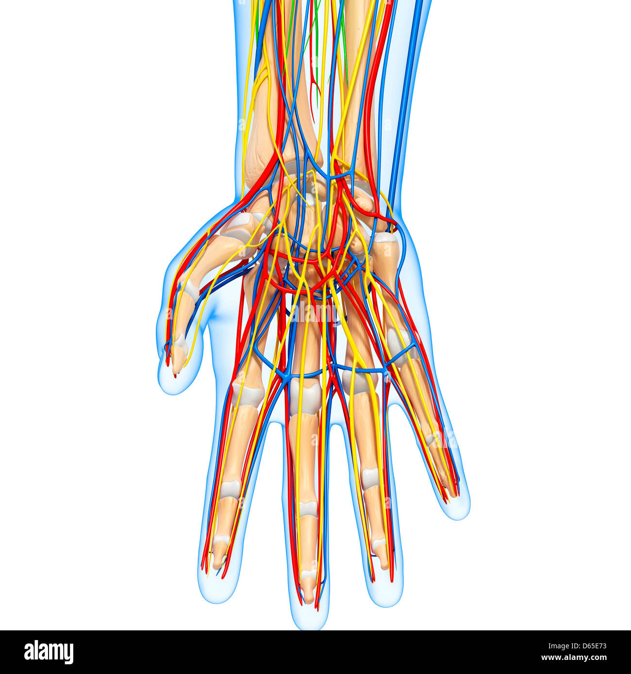 Finger Bone Stockfotos & Finger Bone Bilder - Alamy