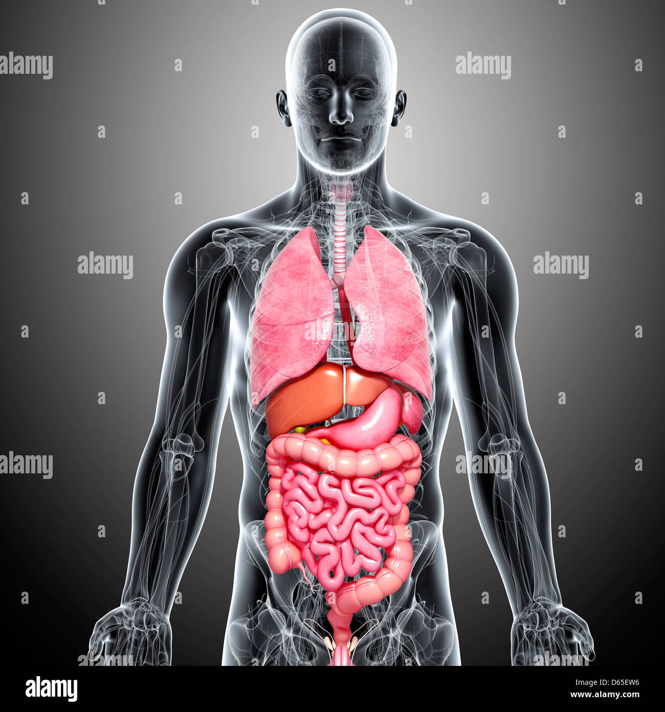 Männliche Anatomie, artwork Stockfotografie - Alamy