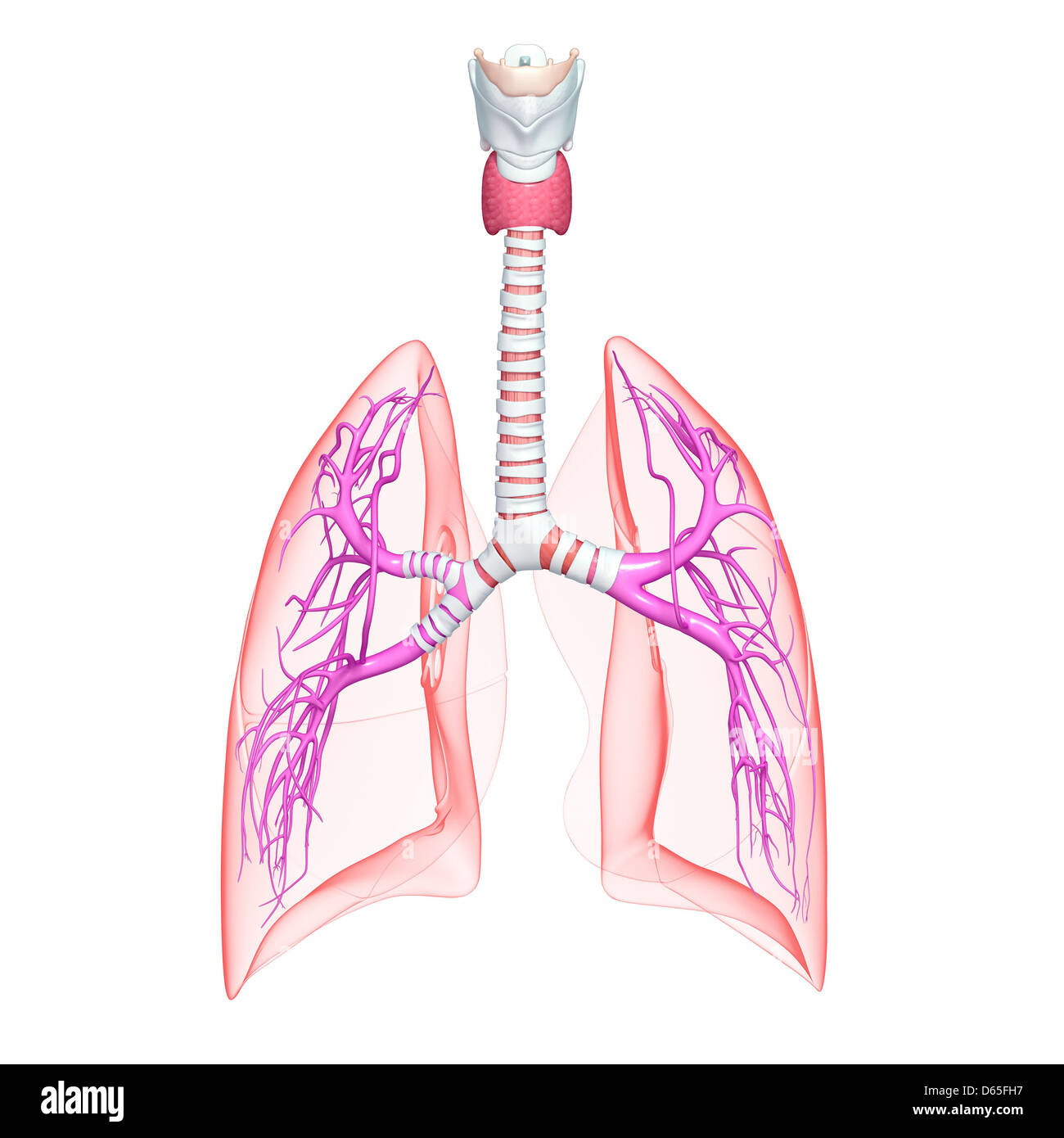 Anatomie der lunge Ausgeschnittene Stockfotos und -bilder - Alamy