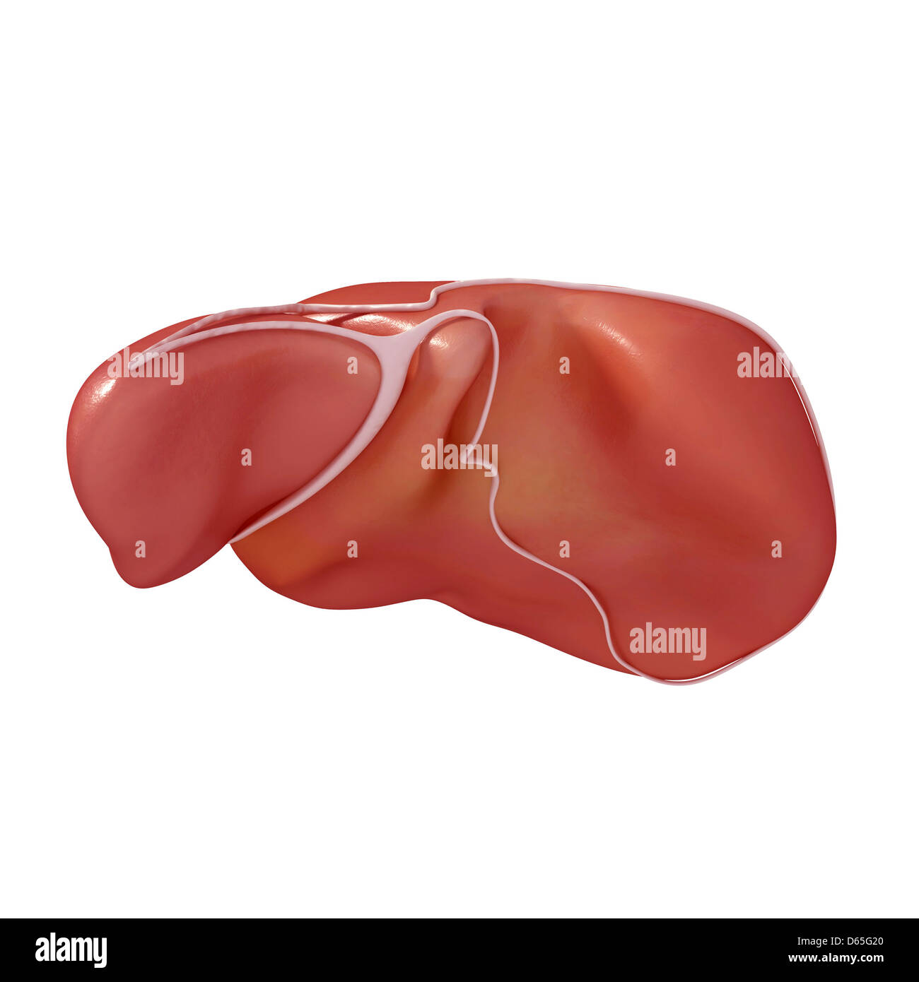 Menschliche leber -Fotos und -Bildmaterial in hoher Auflösung – Alamy