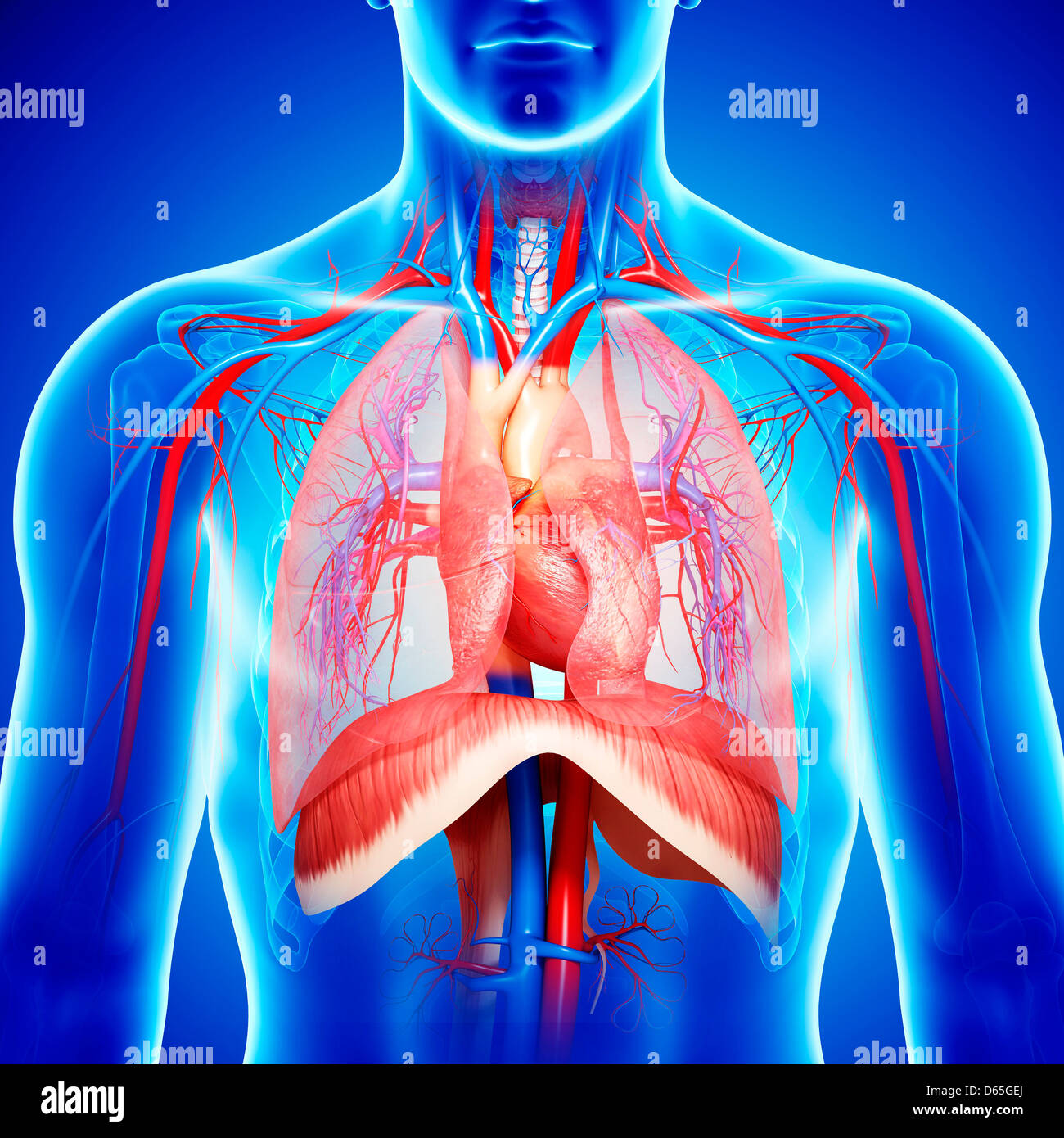 Thorax Brustkorb Stockfotos und -bilder Kaufen - Alamy