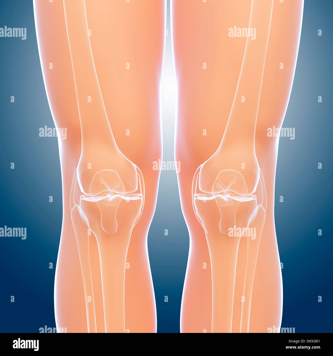 Knie anatomie -Fotos und -Bildmaterial in hoher Auflösung – Alamy