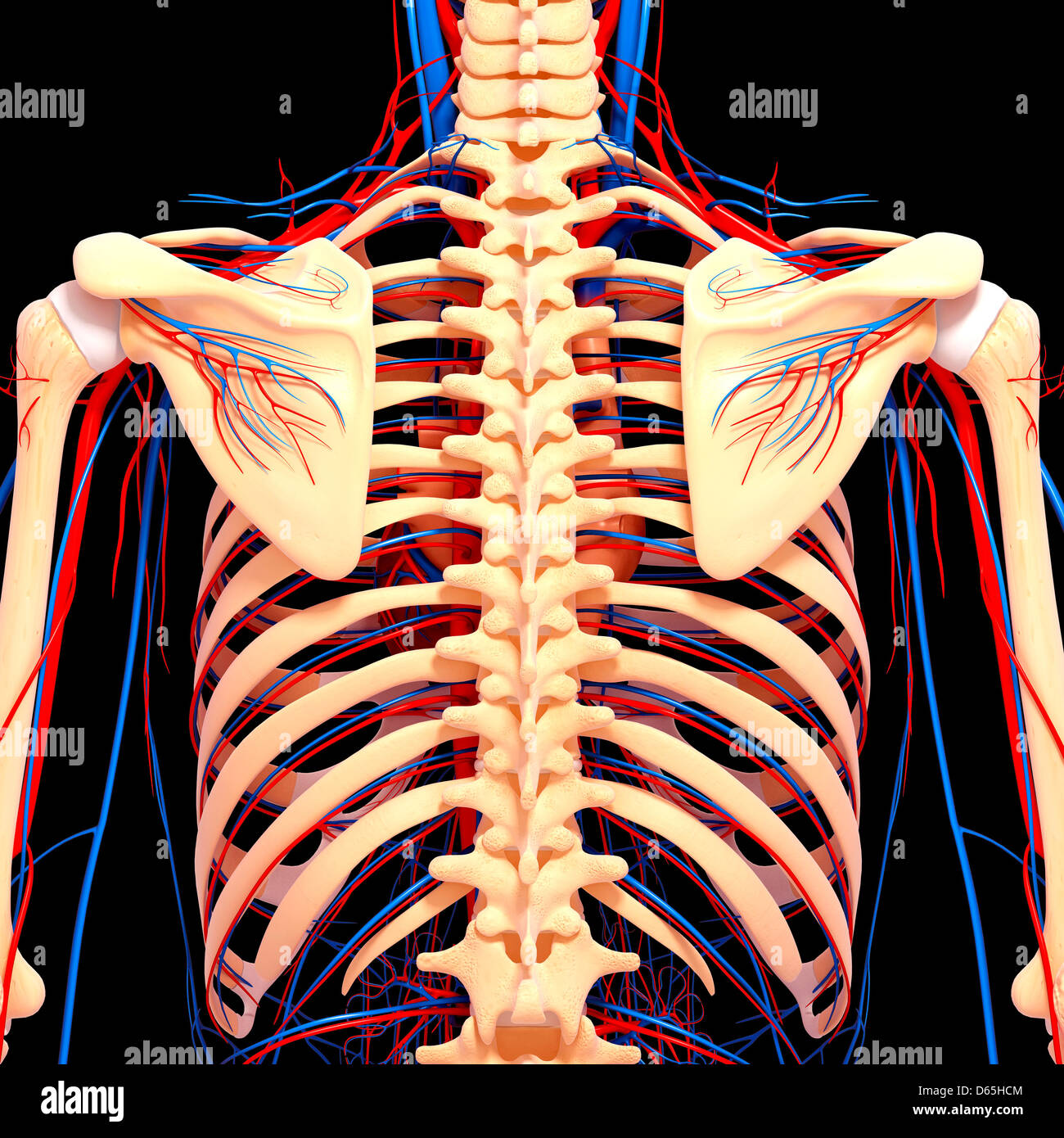 Hinteren Anatomie, artwork Stockfotografie - Alamy