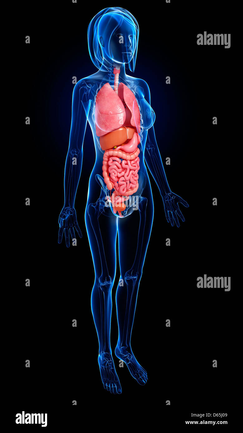Normale Gebärmutter Stockfotos & Normale Gebärmutter Bilder - Alamy