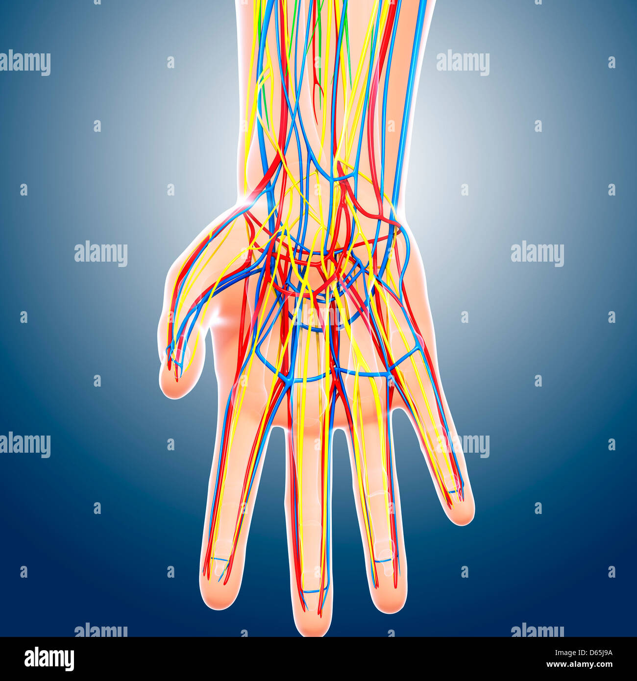 Bone Hand Stockfotos und -bilder Kaufen - Seite 3 - Alamy