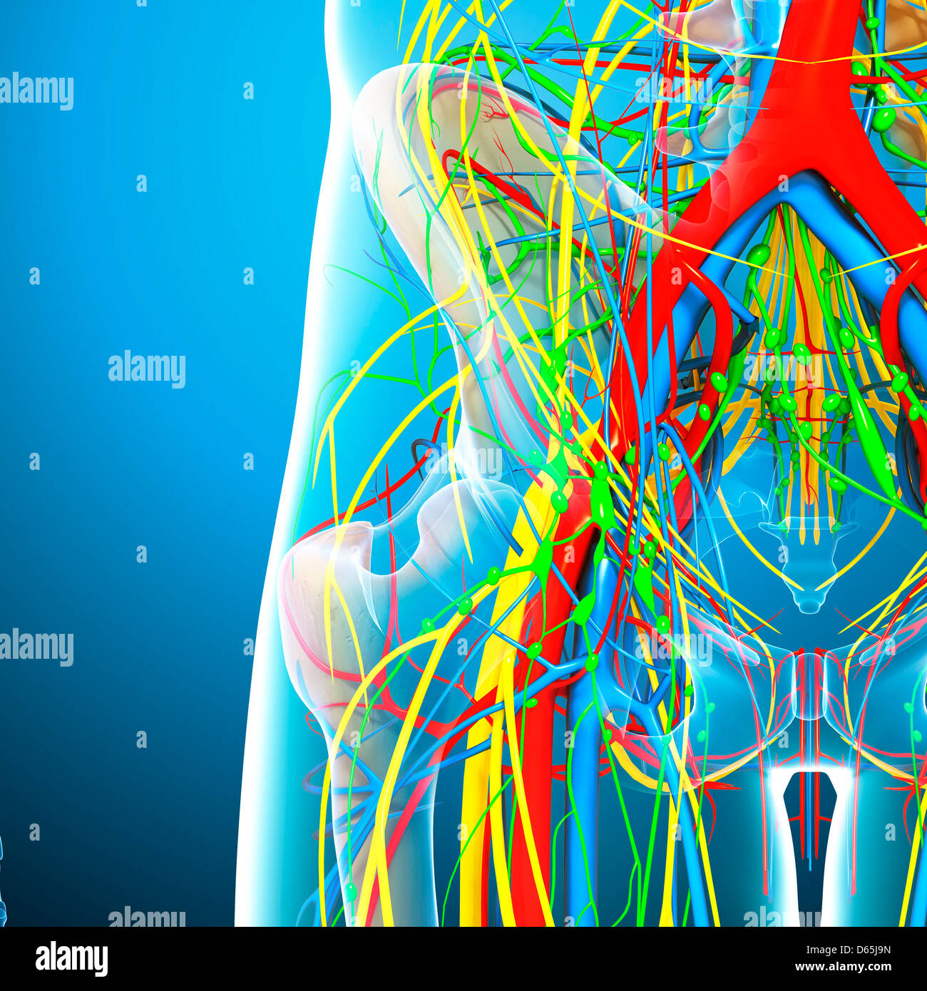 Nerves Pelvis Stockfotos & Nerves Pelvis Bilder - Seite 2 - Alamy