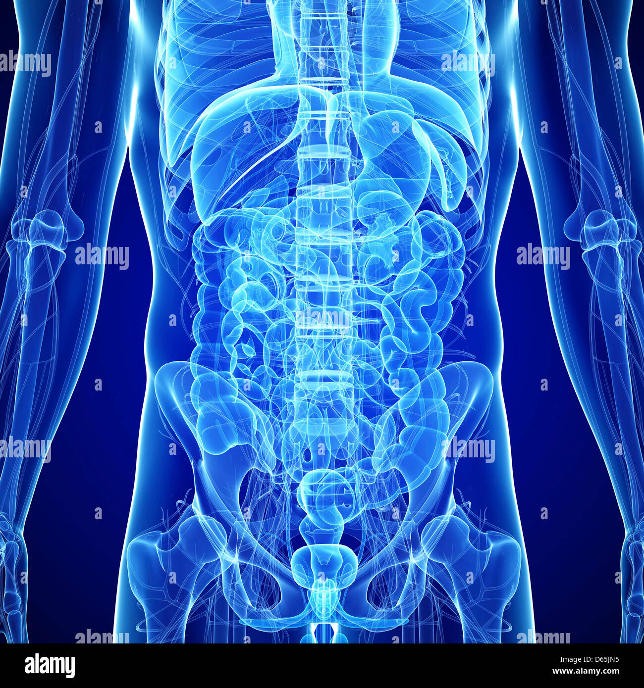 Bauch anatomie -Fotos und -Bildmaterial in hoher Auflösung – Alamy