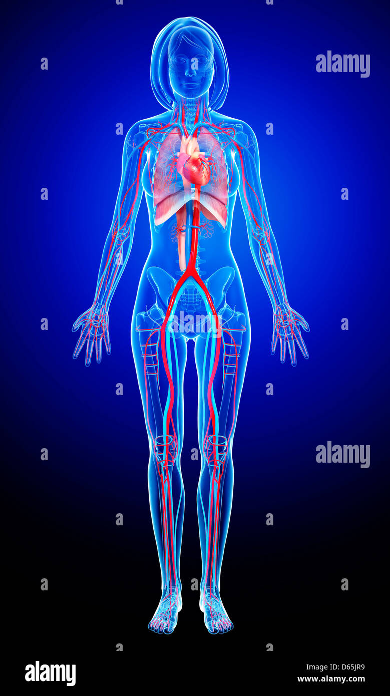 Weibliche Anatomie, artwork Stockfotografie - Alamy
