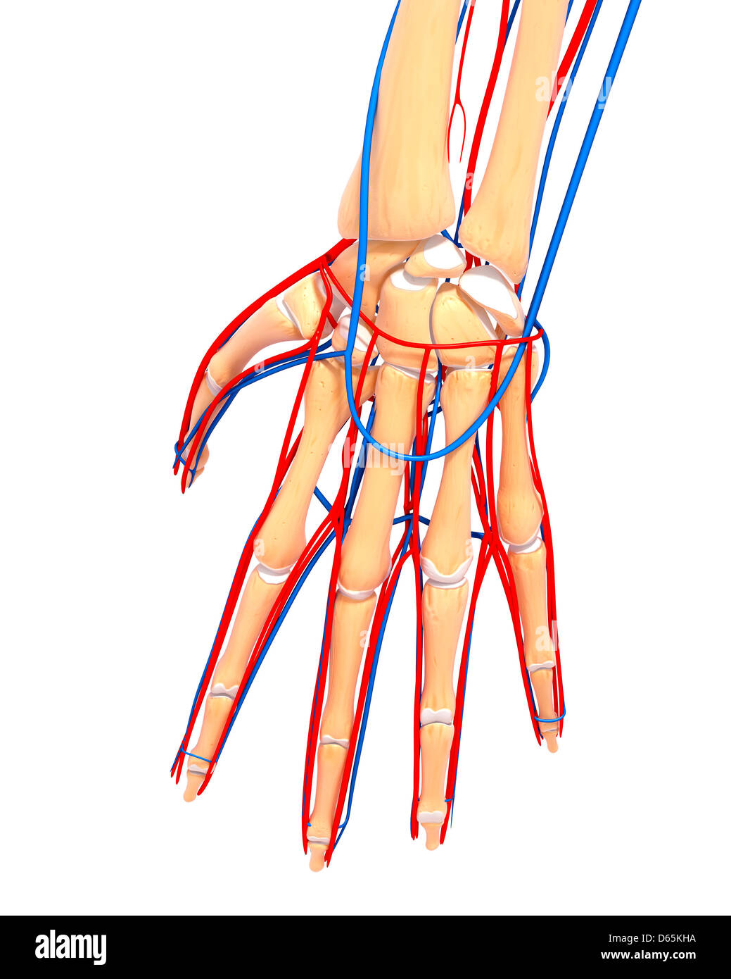 Anatomie der hand Ausgeschnittene Stockfotos und -bilder - Alamy