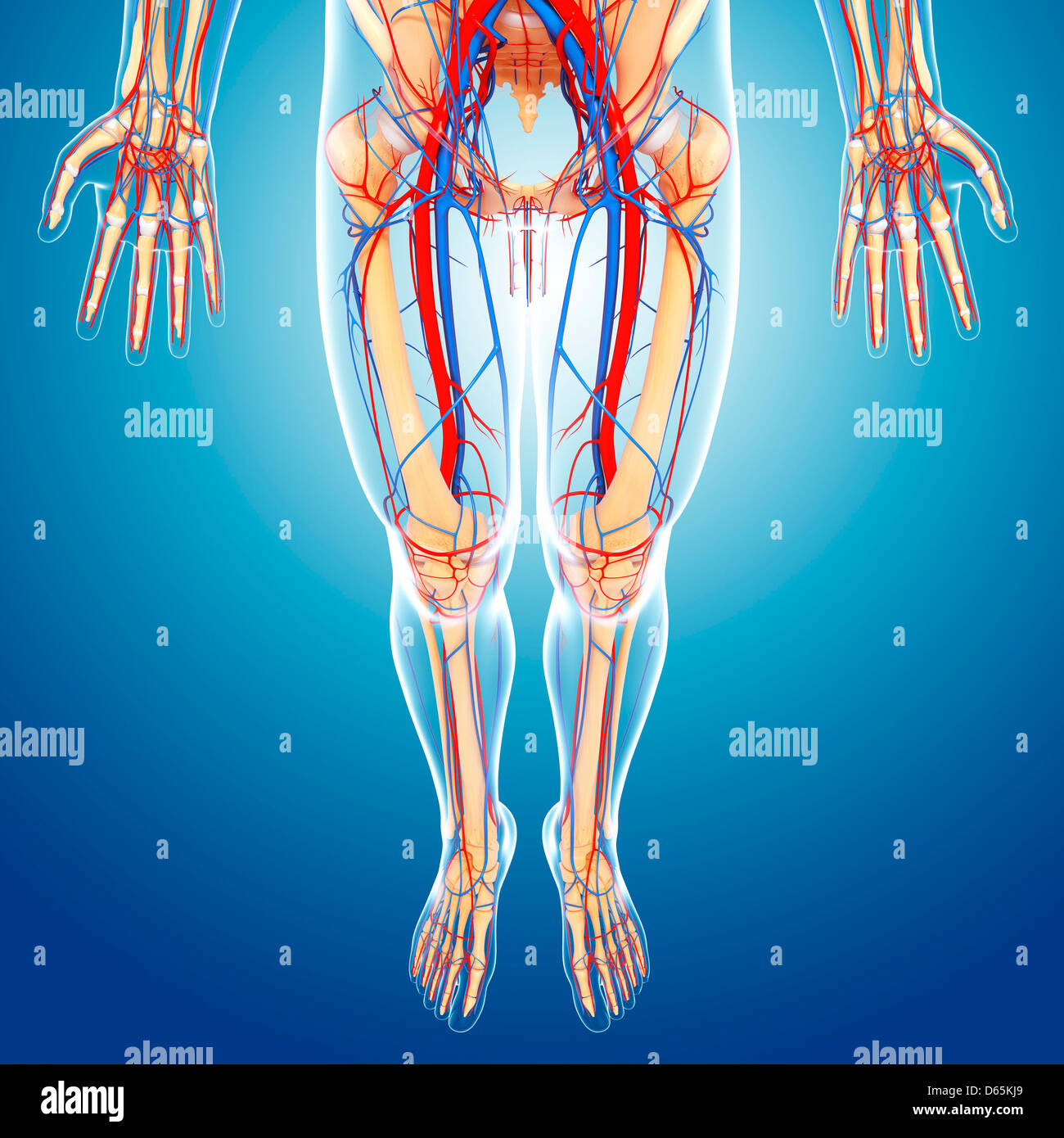 Anatomie Des Unterschenkels Stockfotos und -bilder Kaufen - Alamy