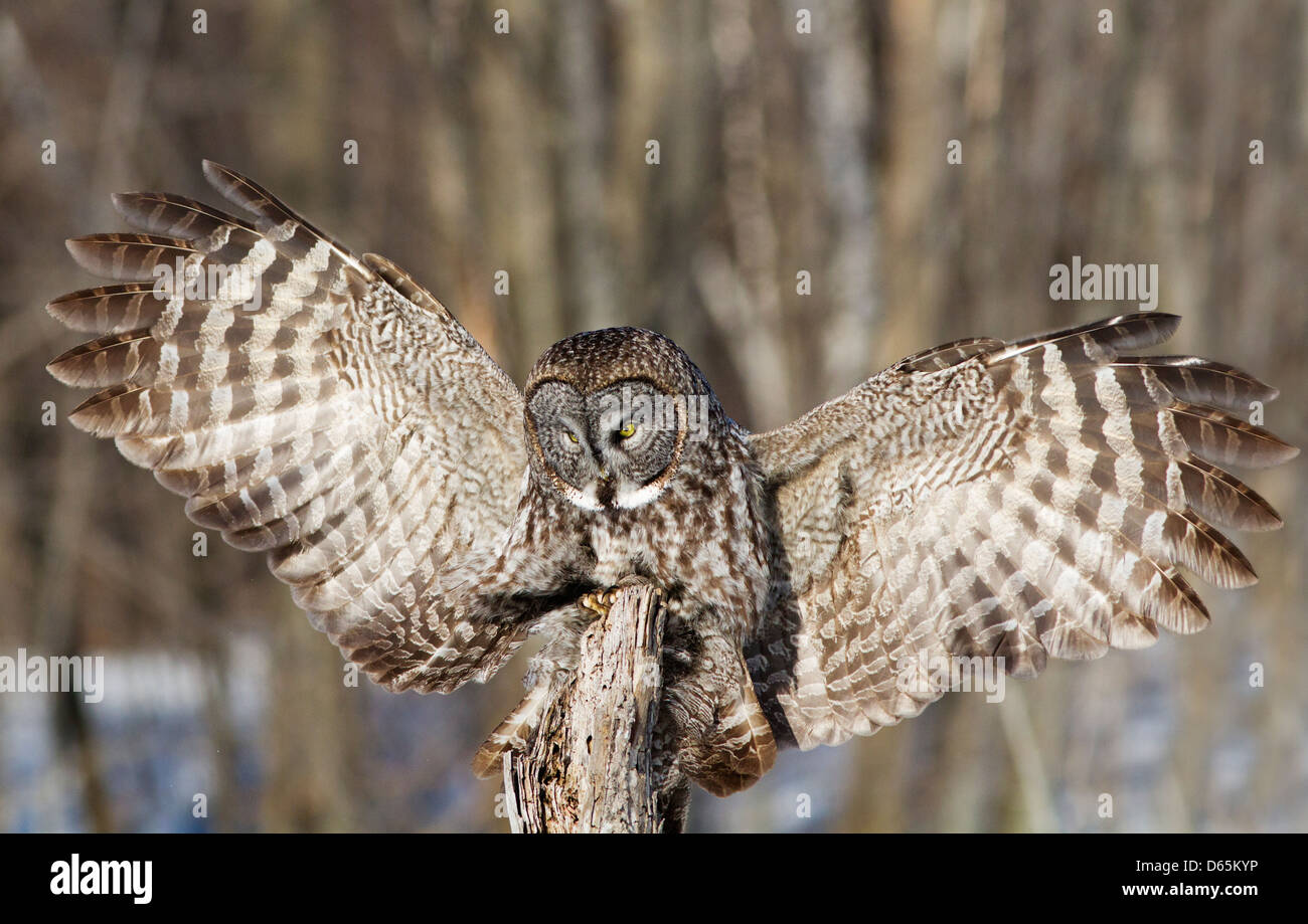 Graue flugfedern Stockfotos und -bilder Kaufen - Alamy