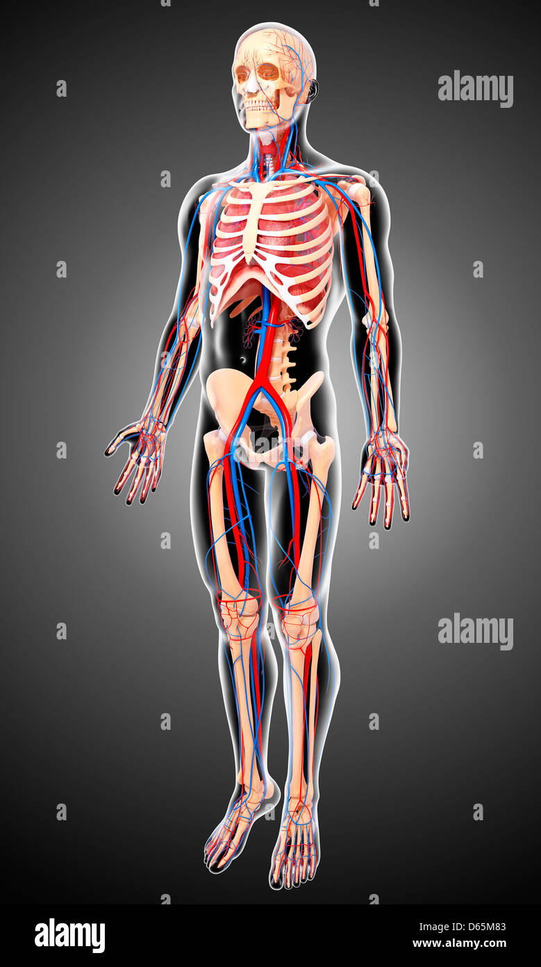 Menschliche Anatomie, artwork Stockfotografie - Alamy