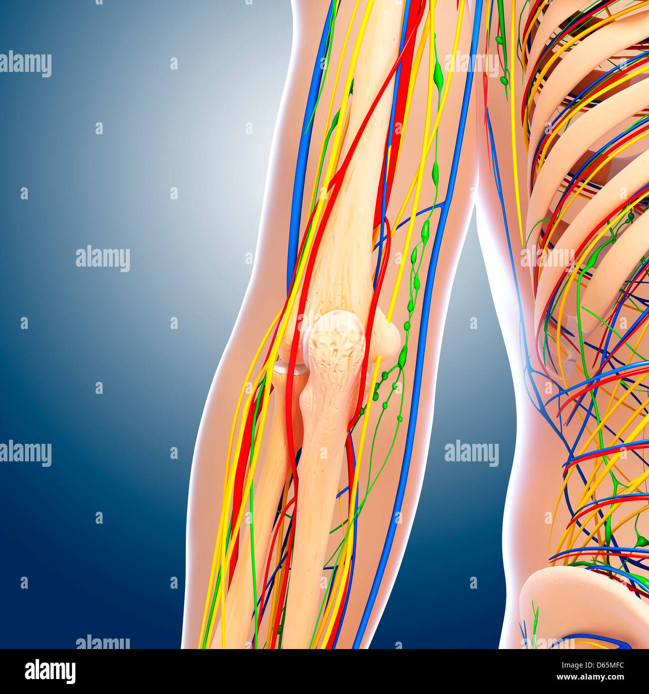 Ellenbogen Anatomie Stockfotos und -bilder Kaufen - Alamy