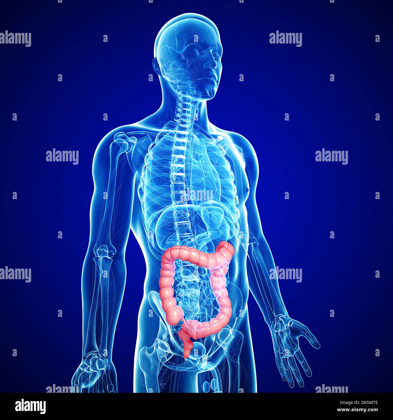 Anatomy of the large intestines -Fotos und -Bildmaterial in hoher ...